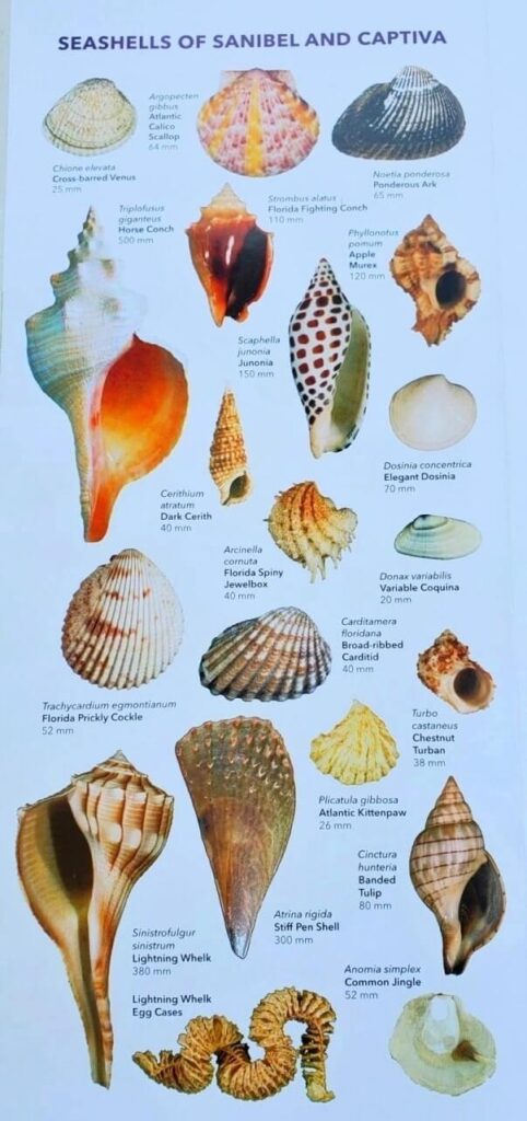 Blind Pass Beach on Sanibel Island?! Shelling is good on Blind Pass ...