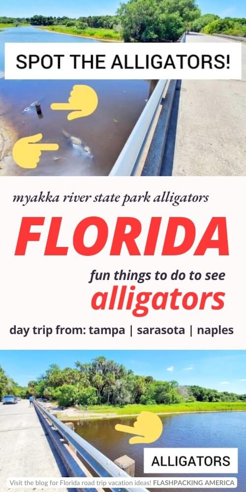 Tampa Florida day trip! Myakka River State Park alligators YES go to ...